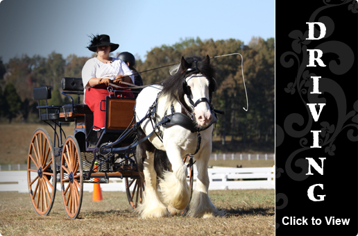 Lex Lin Gypsy Ranch | Gypsy Horse Driving Demo - Lex Lin Gypsy Ranch