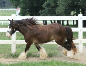 Lex Lin Gypsy Ranch | LexLin's Cha Ching - Lex Lin Gypsy Ranch
