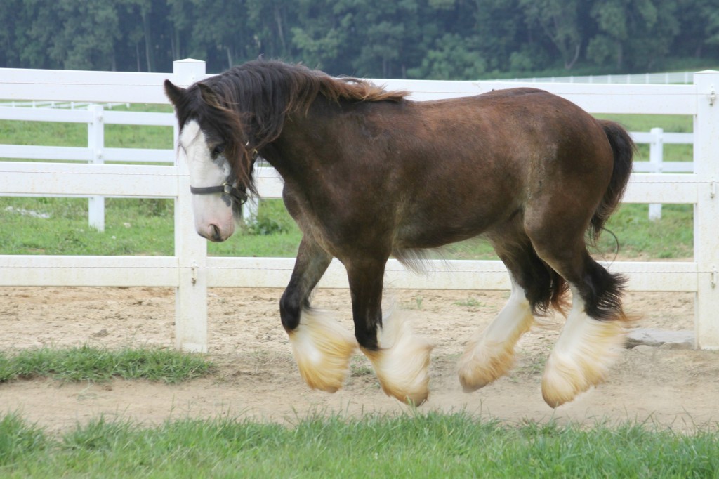 Lex Lin Gypsy Ranch | LexLin's Cha Ching - Lex Lin Gypsy Ranch
