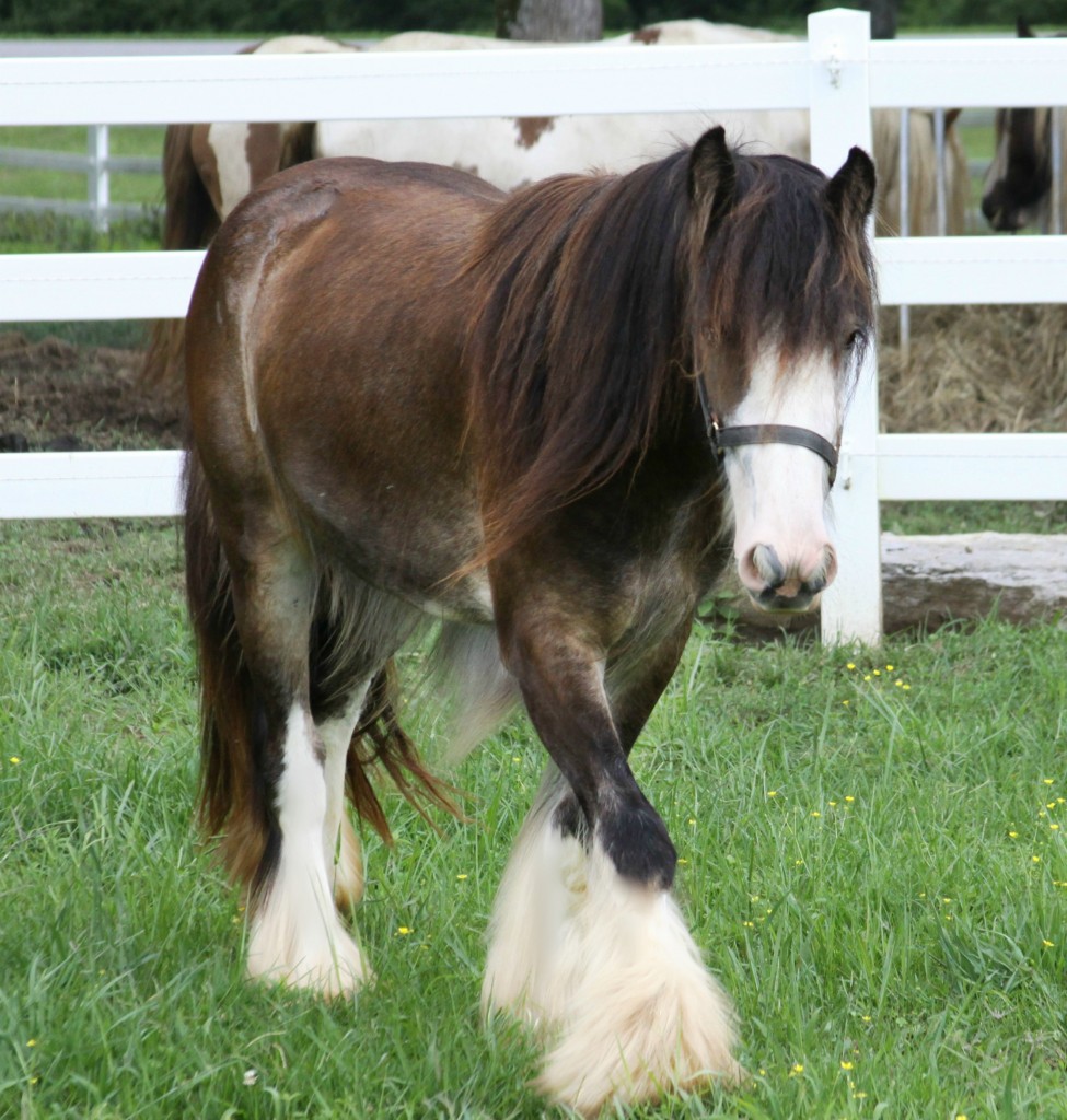 Lex Lin Gypsy Ranch | LexLin's Cha Ching - Lex Lin Gypsy Ranch
