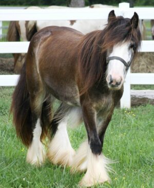 Lex Lin Gypsy Ranch | LexLin's Cha Ching - Lex Lin Gypsy Ranch