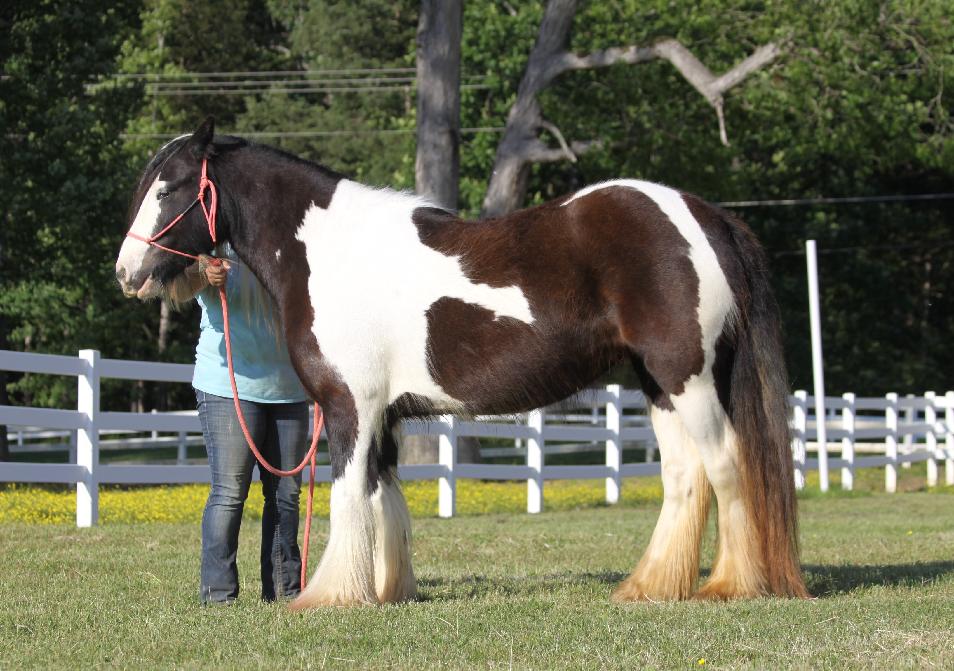 Lex Lin Gypsy Ranch | LexLin's Badonkadonk - Lex Lin Gypsy Ranch