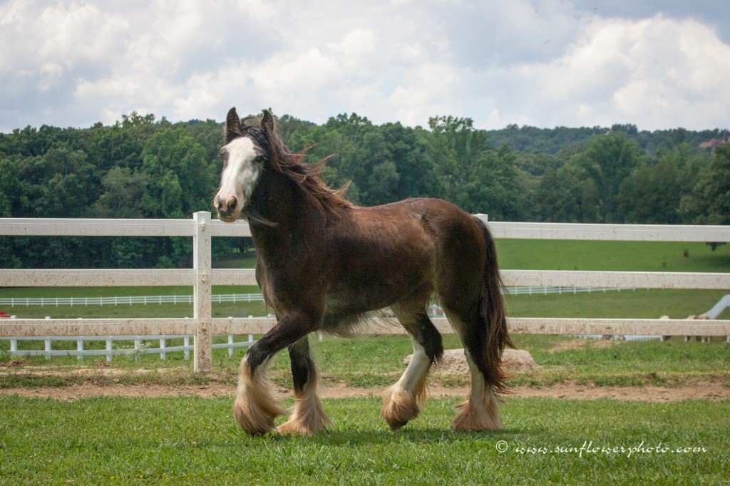 Lex Lin Gypsy Ranch | LexLin's Cha Ching - Lex Lin Gypsy Ranch