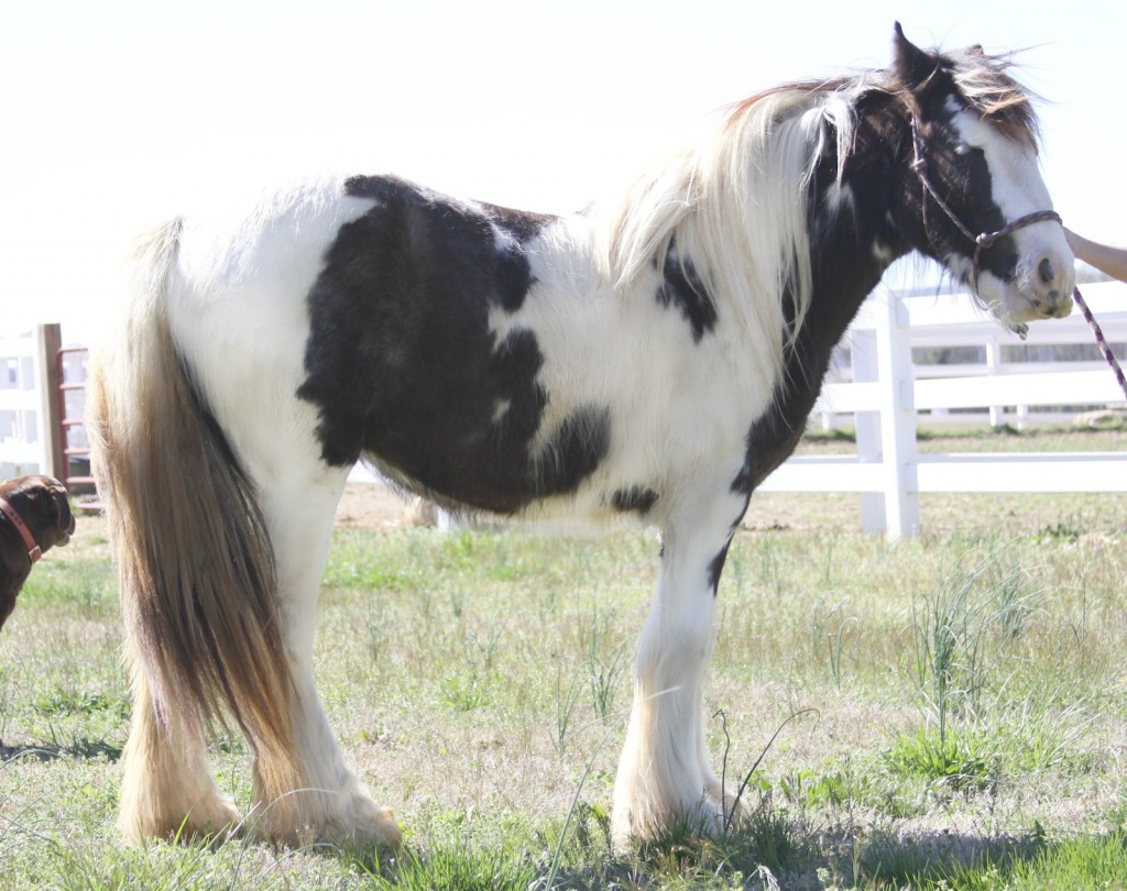 Lex Lin Gypsy Ranch | LexLin's Patches - Lex Lin Gypsy Ranch