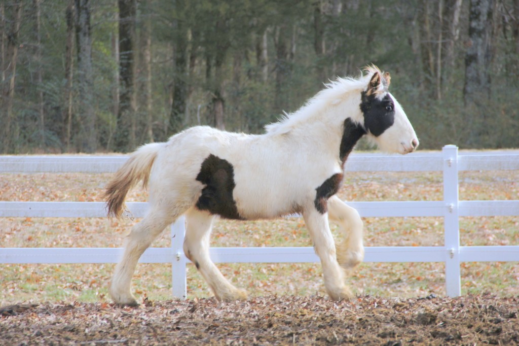 Lex Lin Gypsy Ranch | LexLin's Gravity - Lex Lin Gypsy Ranch