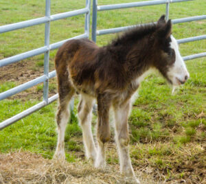 Lex Lin Gypsy Ranch | LexLin's Cha Ching - Lex Lin Gypsy Ranch