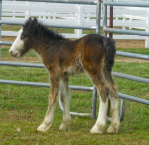 Lex Lin Gypsy Ranch | LexLin's Cha Ching - Lex Lin Gypsy Ranch