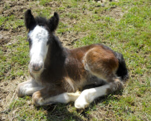 Lex Lin Gypsy Ranch | LexLin's Cha Ching - Lex Lin Gypsy Ranch
