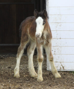 Lex Lin Gypsy Ranch | LexLin's Cha Ching - Lex Lin Gypsy Ranch