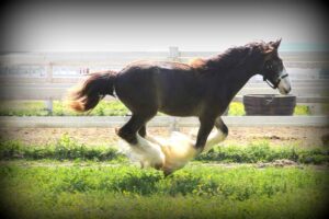 Lex Lin Gypsy Ranch | LexLin's Cha Ching - Lex Lin Gypsy Ranch