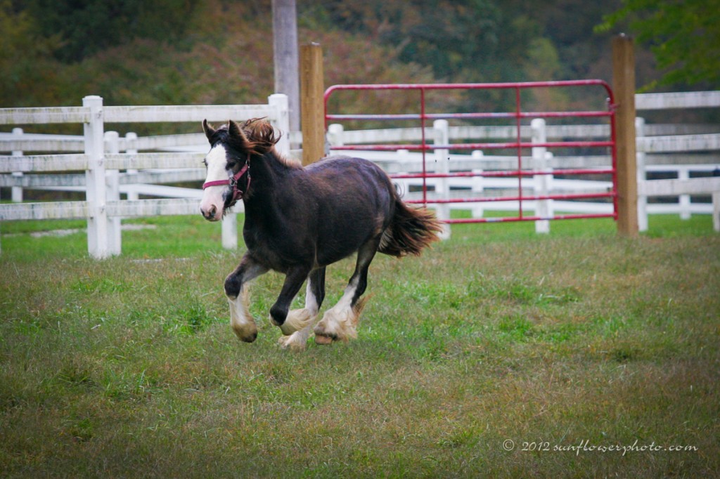 Lex Lin Gypsy Ranch | LexLin's Cha Ching - Lex Lin Gypsy Ranch