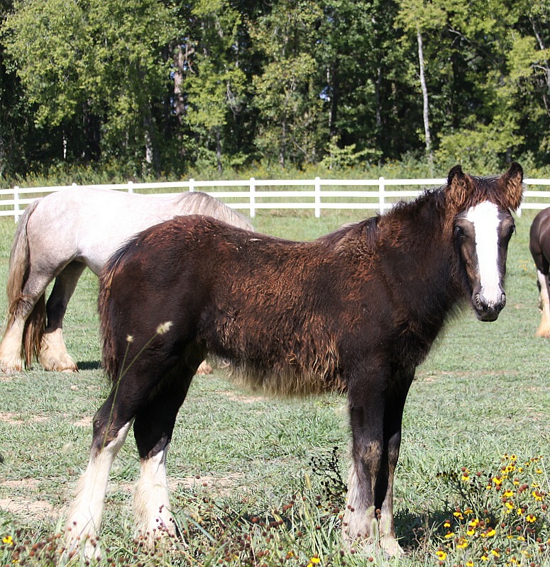 Lex Lin Gypsy Ranch | LexLin's Kyra - Lex Lin Gypsy Ranch