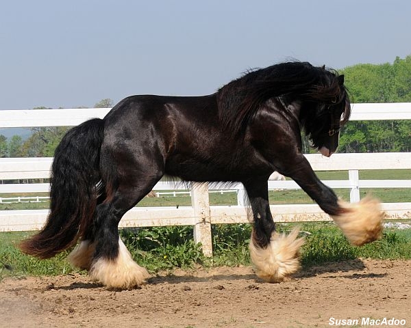 Lex Lin Gypsy Ranch | Gentleman Jack - Lex Lin Gypsy Ranch