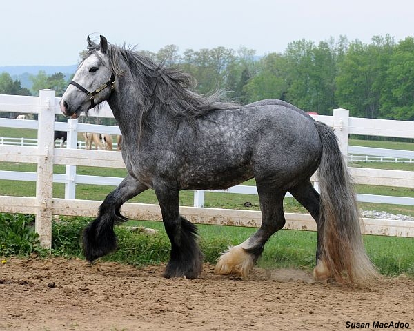 Dapple Grey Gypsy Vanner