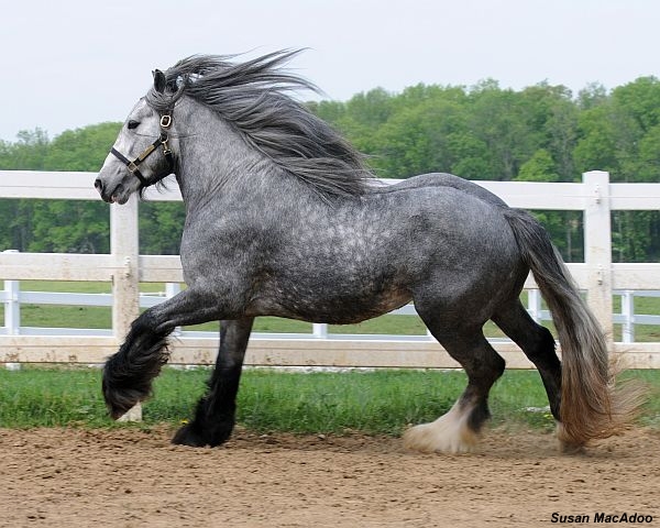 Lex Lin Gypsy Ranch | Blue Steele - Lex Lin Gypsy Ranch