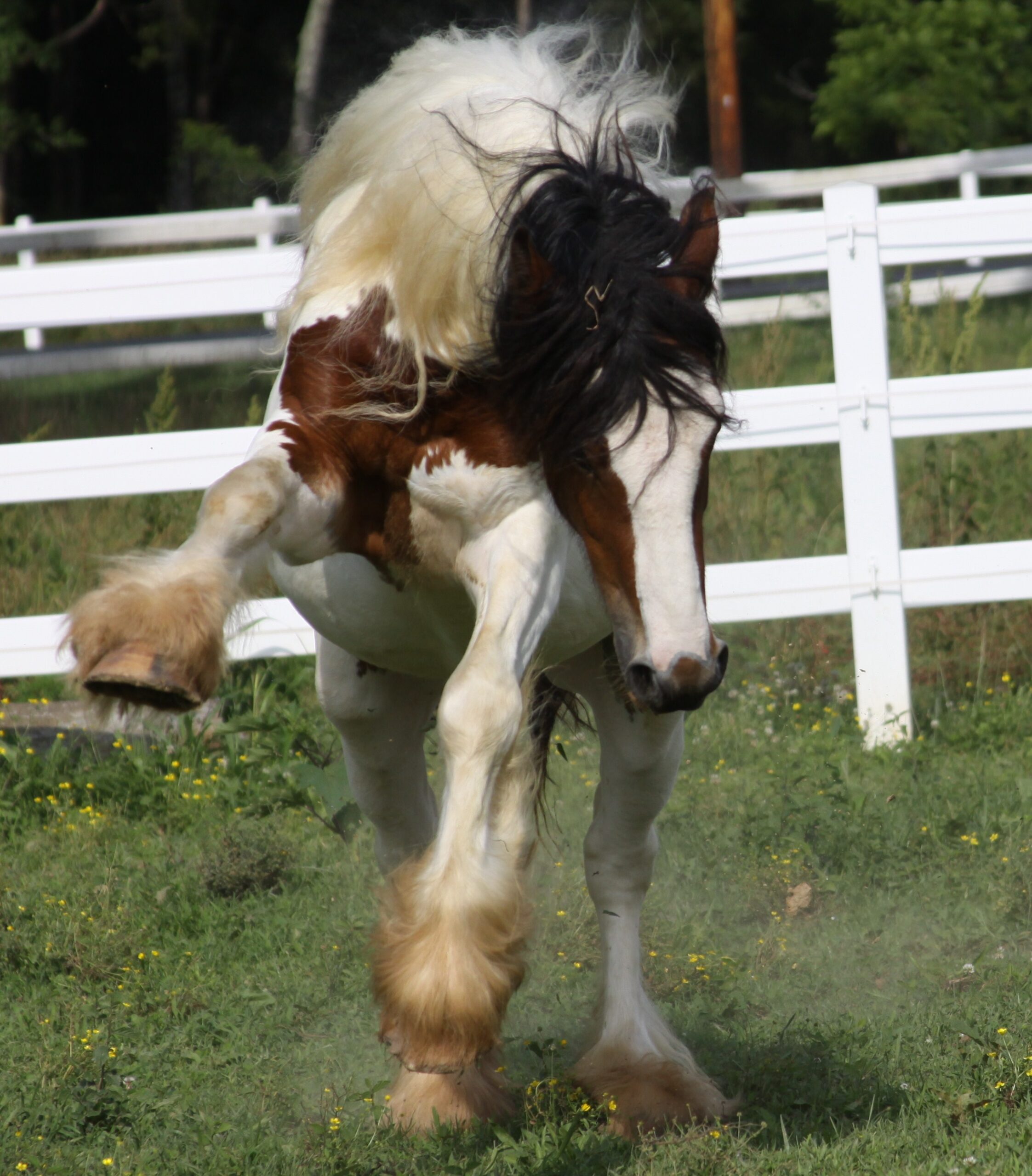Lex Lin Gypsy Ranch | Kaelana of LexLin - Lex Lin Gypsy Ranch