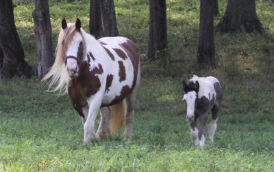 Lex Lin Gypsy Ranch | LexLin's Brilliance - Lex Lin Gypsy Ranch